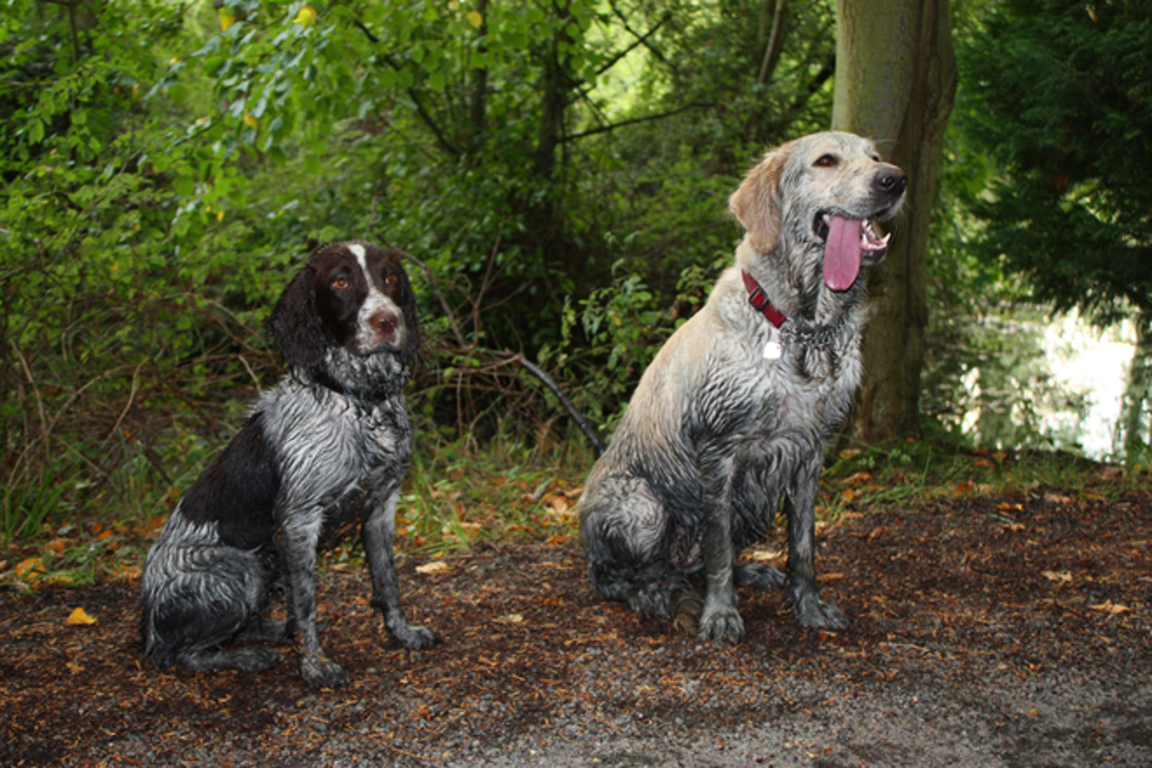 Quick Tips For Protecting Your Car From Muddy Dogs | Sierra Blog