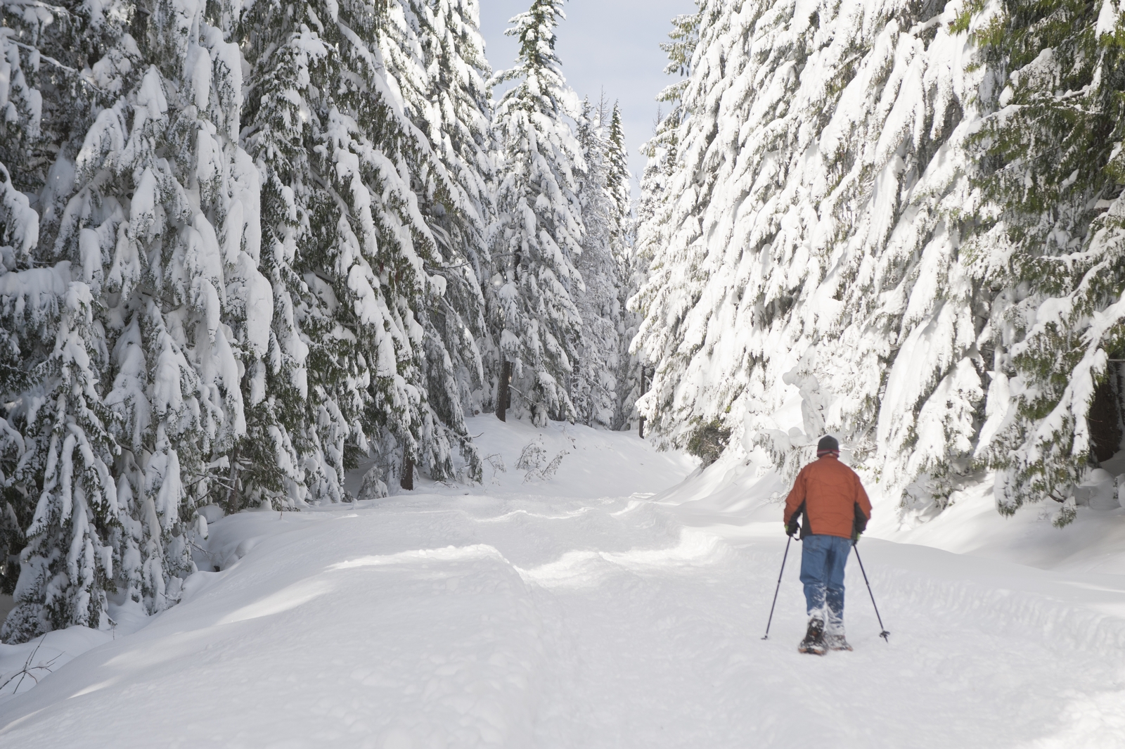 Why You Should Try Snowshoeing Sierra Blog