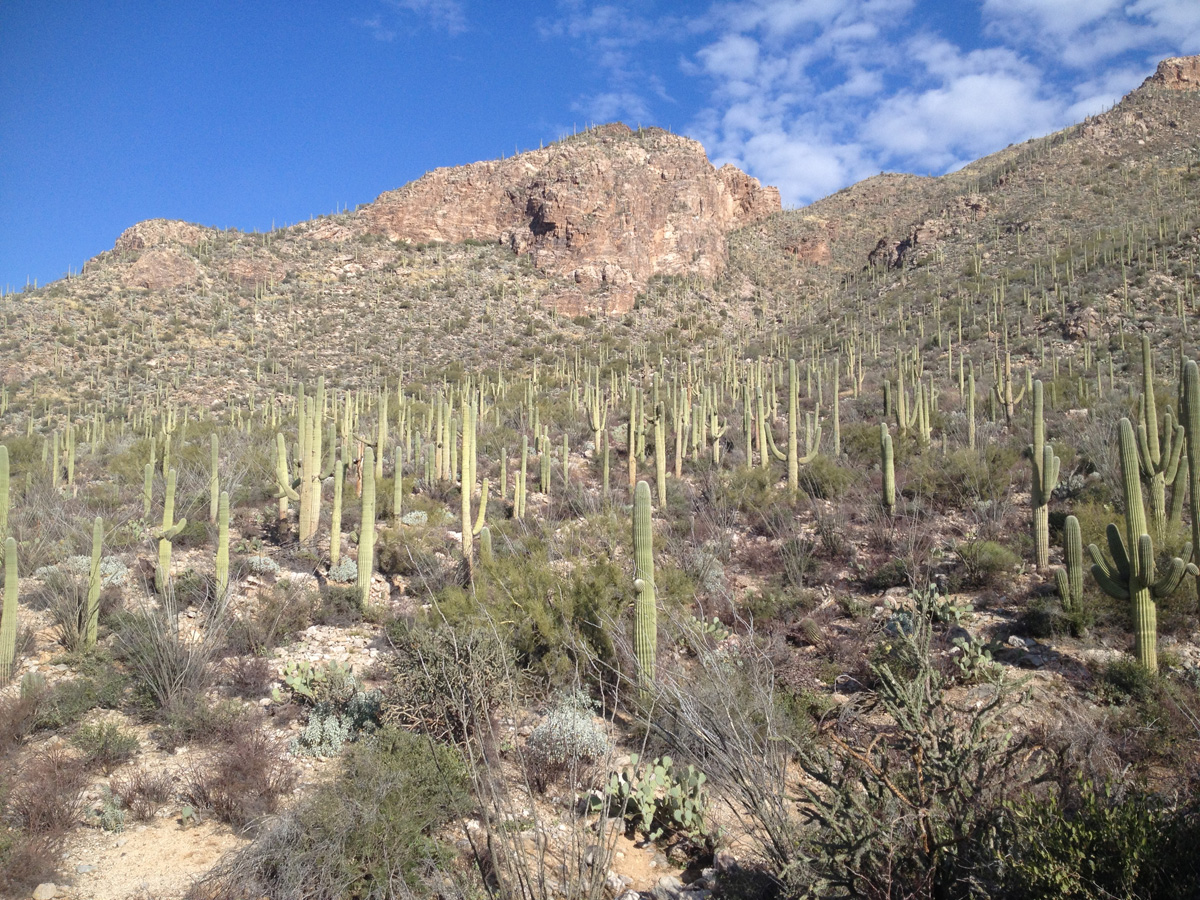 5 Tips for Hiking in the Desert | Sierra Blog