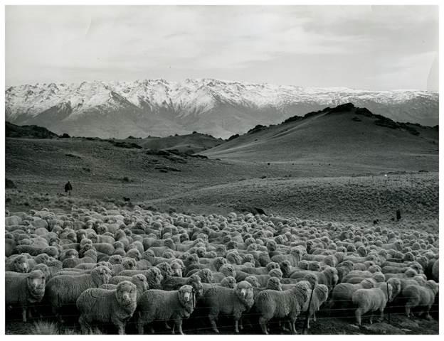 Sierra Trading Post Explores: The Perfection of Merino Wool | Sierra Blog