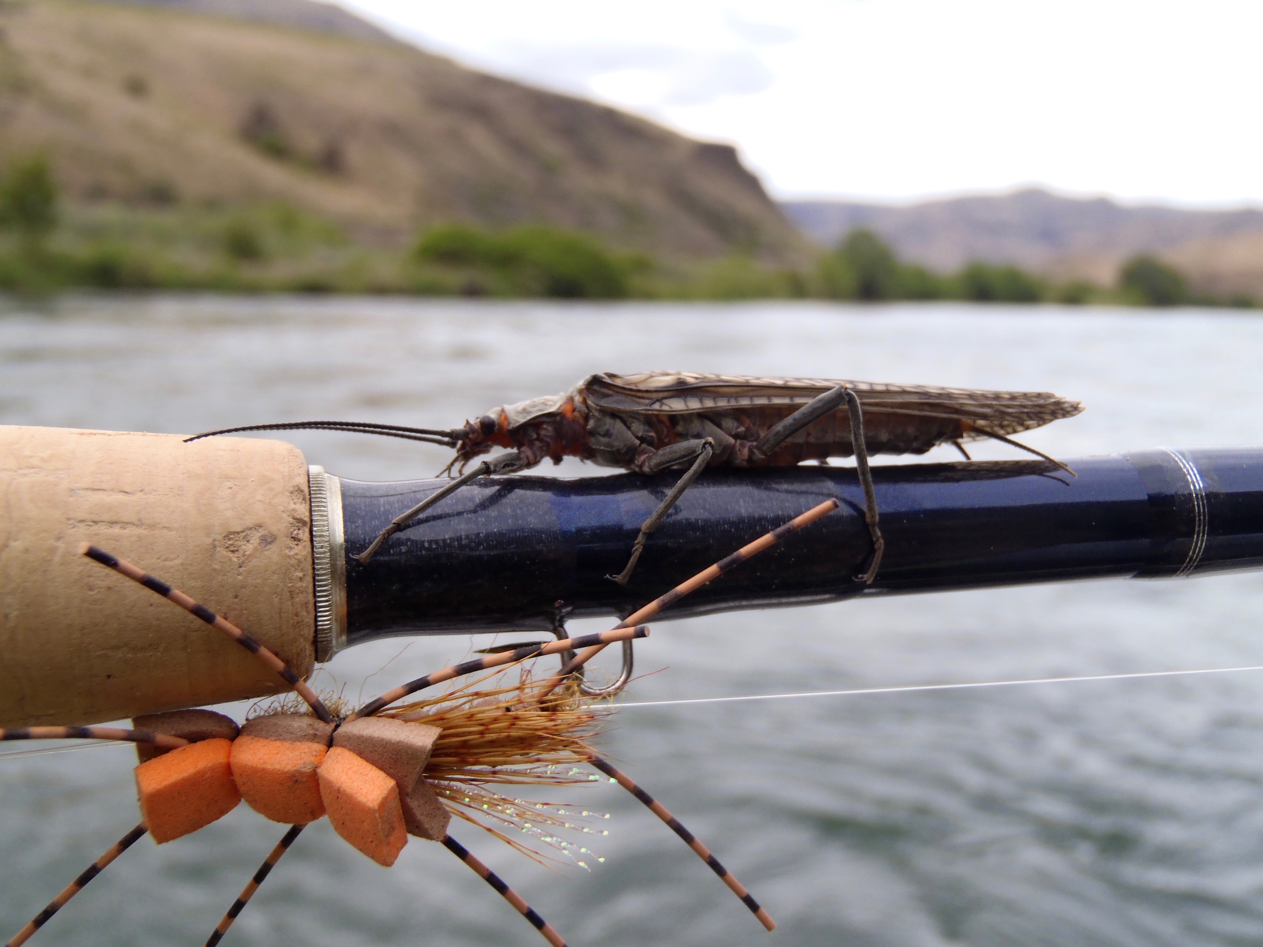 10 Fly Fishing Flies for Spring | Sierra Blog